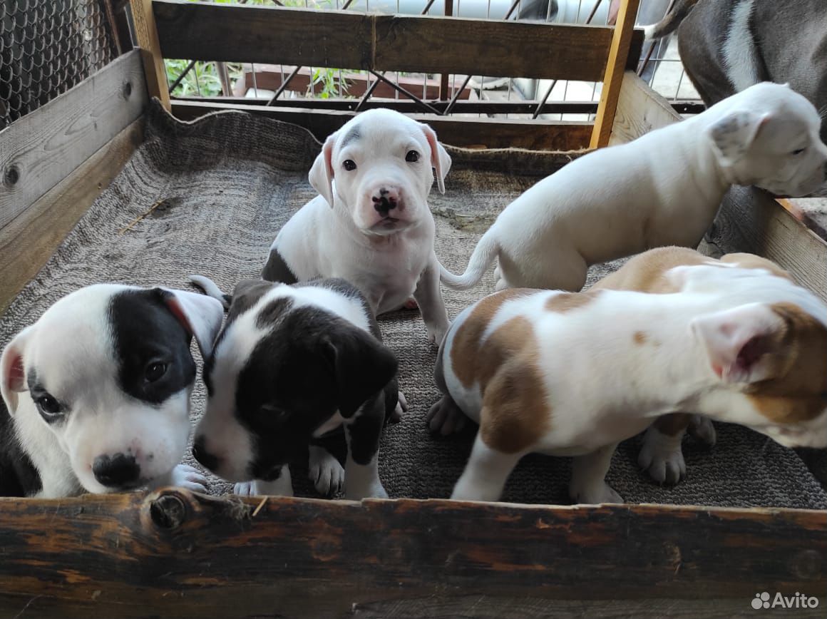 Американский питбультерьер