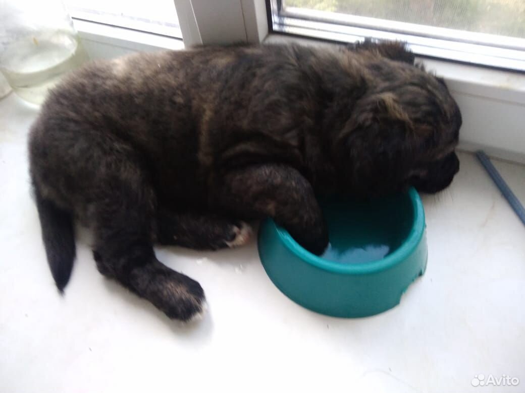 Отдам щенка в хорошие руки