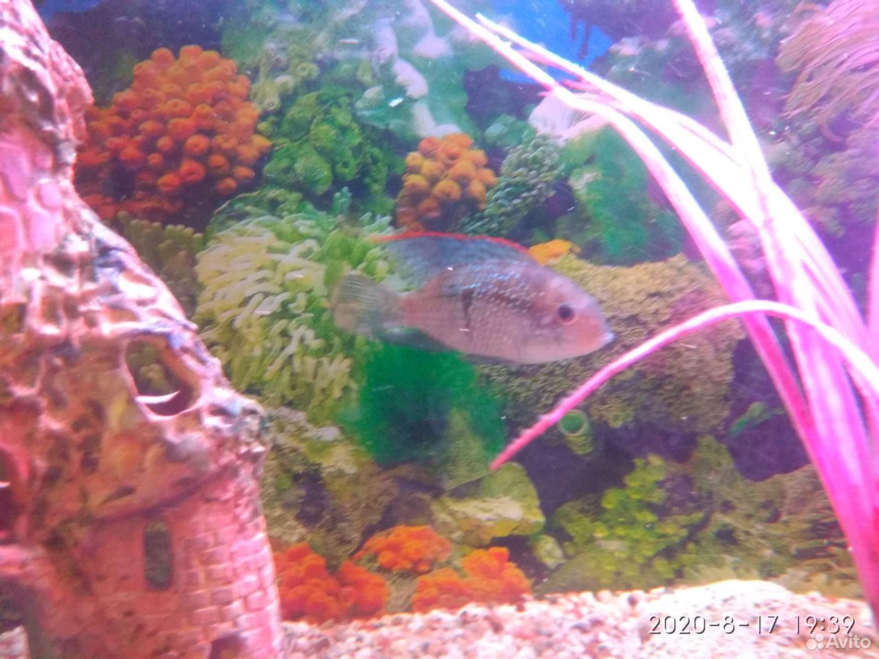 Цихлид акара