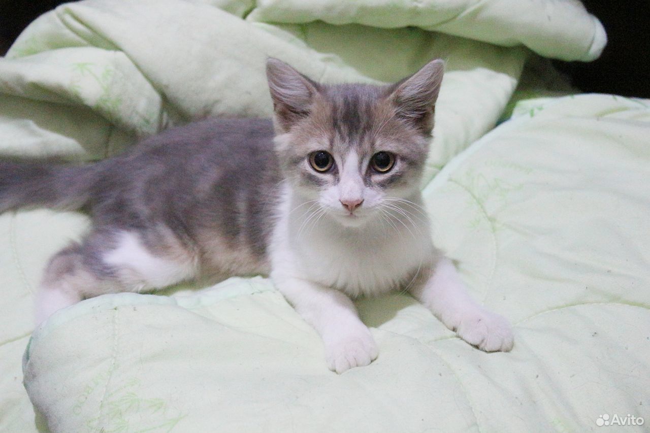 Ищу дом котенку