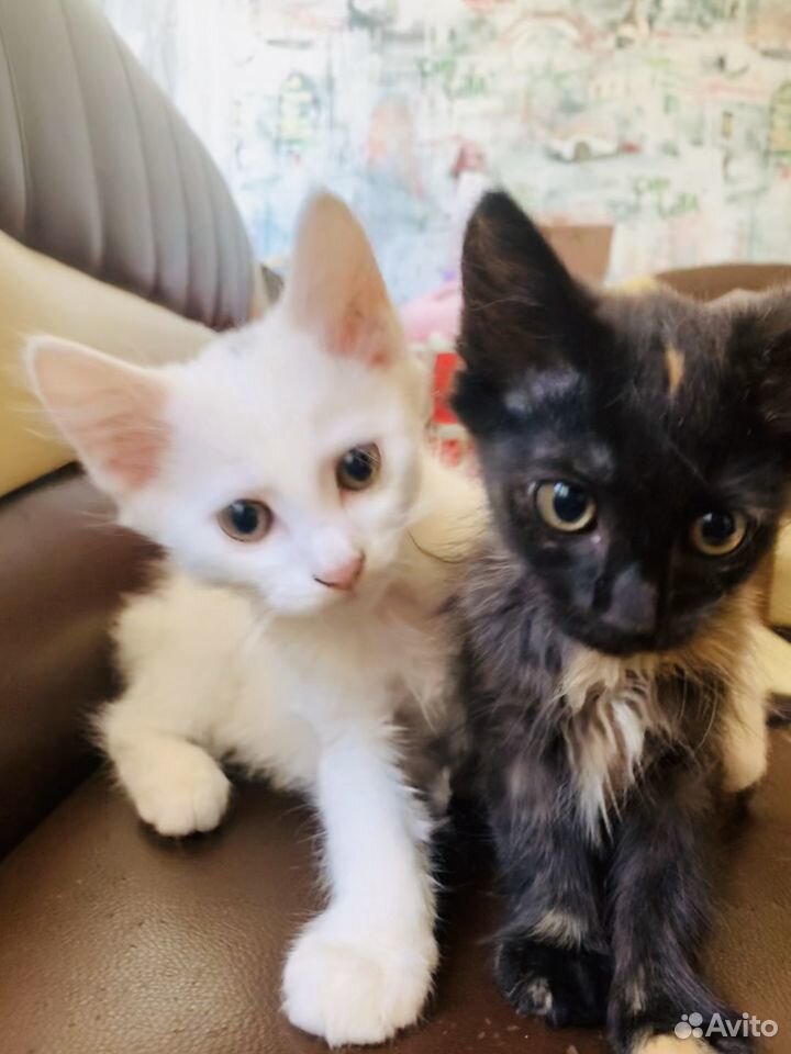 Котята в хорошие руки