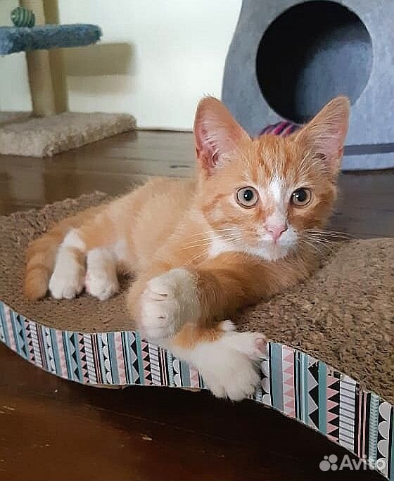 Рыжик ищет дом