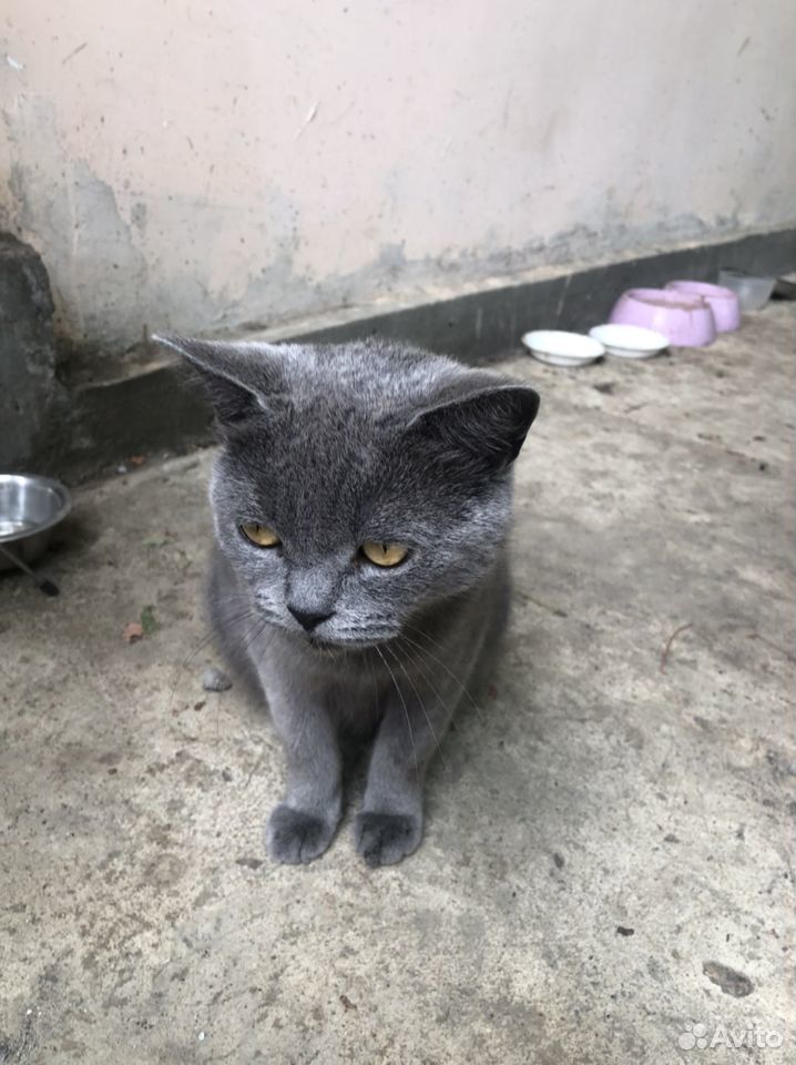 Котята от Британской кошки