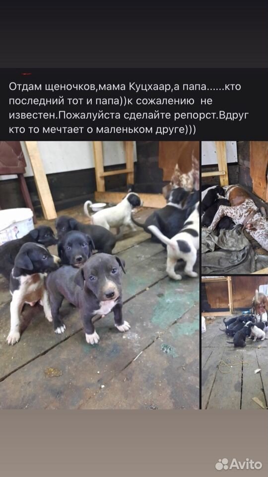 Щенки куцхаар