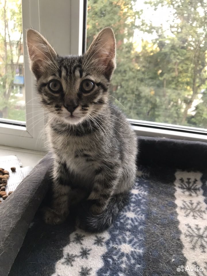 Котенок Мурзик хочет домой