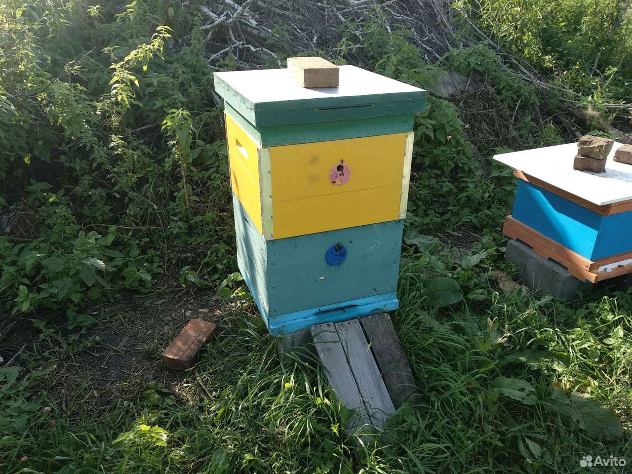 Улей с пчелосемьей породы бакфаст
