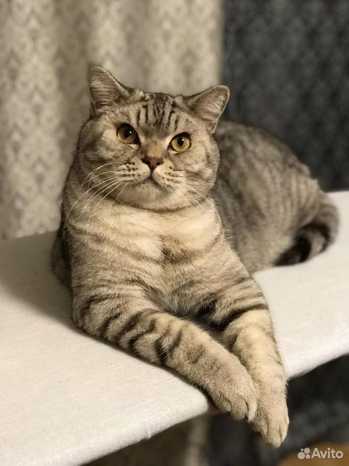 Шотландец