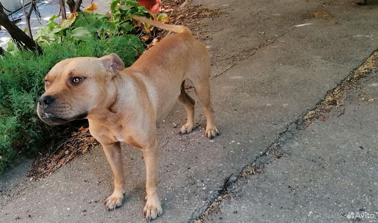 Питбуль вязка