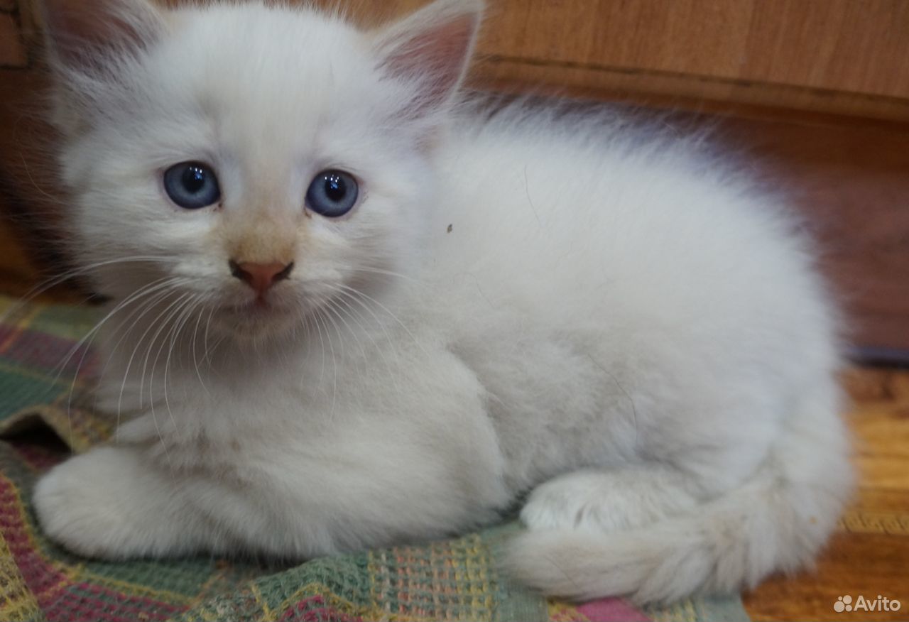 Чудный котенок