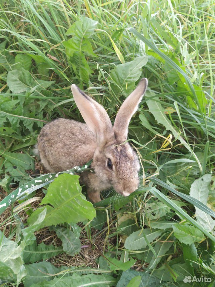Отдам кролика в хорошие руки