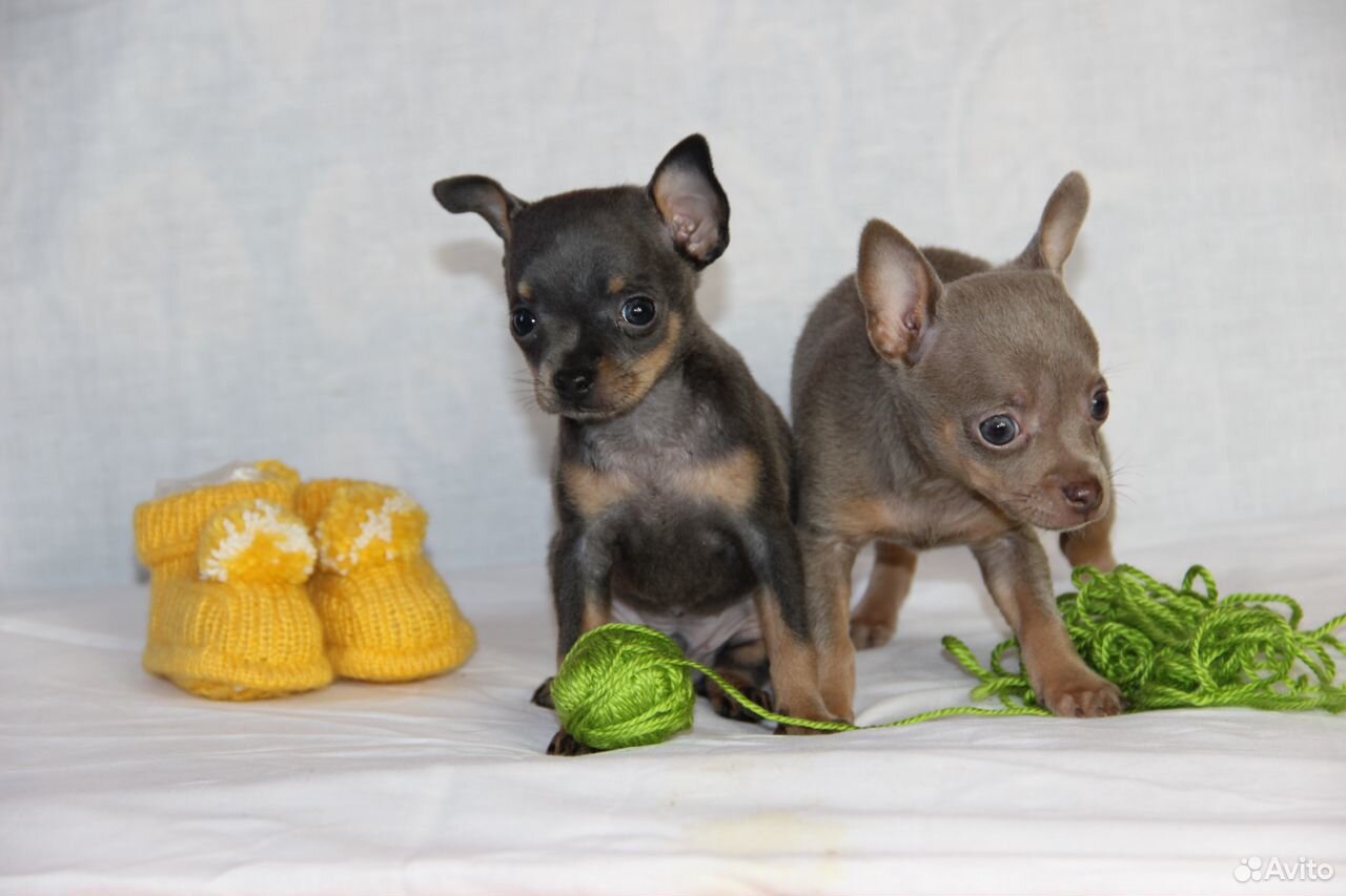 Чистокровные. голубоглазые