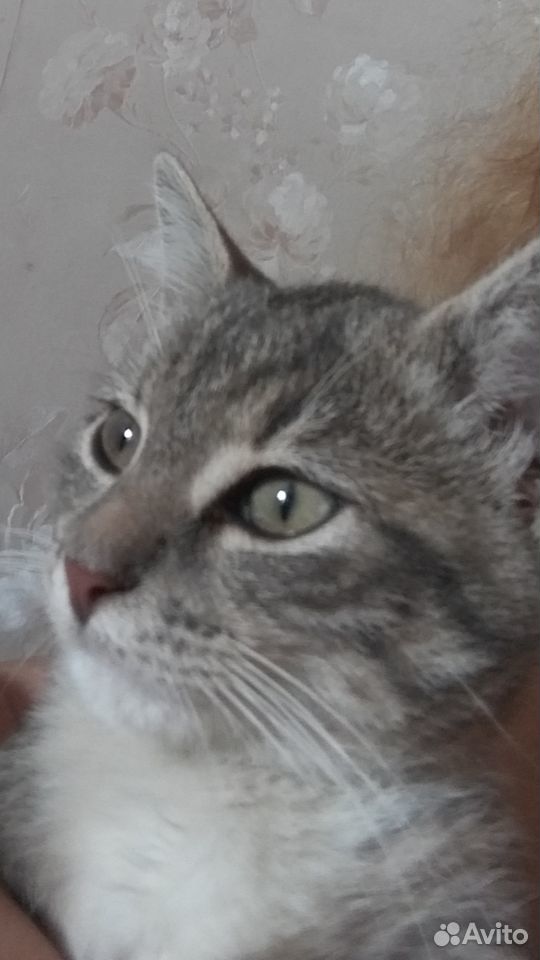 Кошка