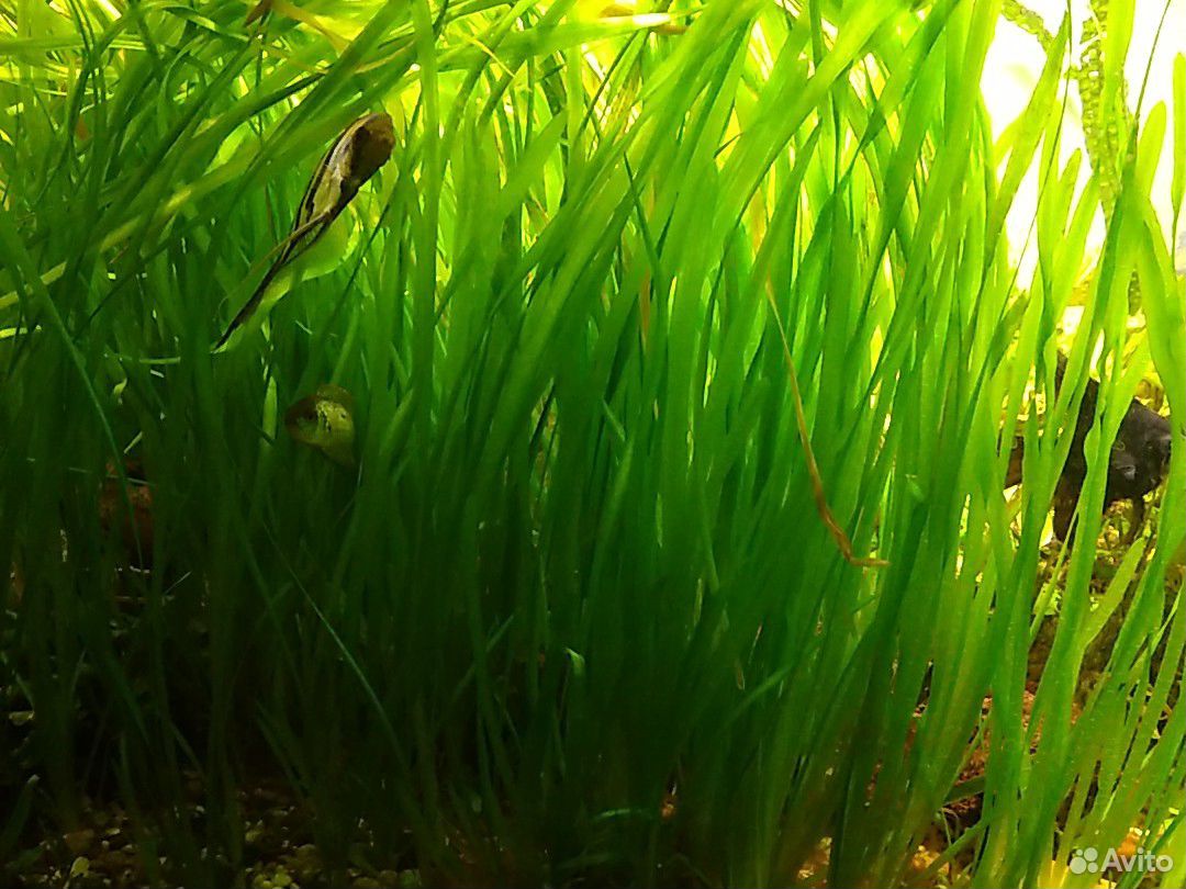 Растения в аквариум. Валиснерия гигантская