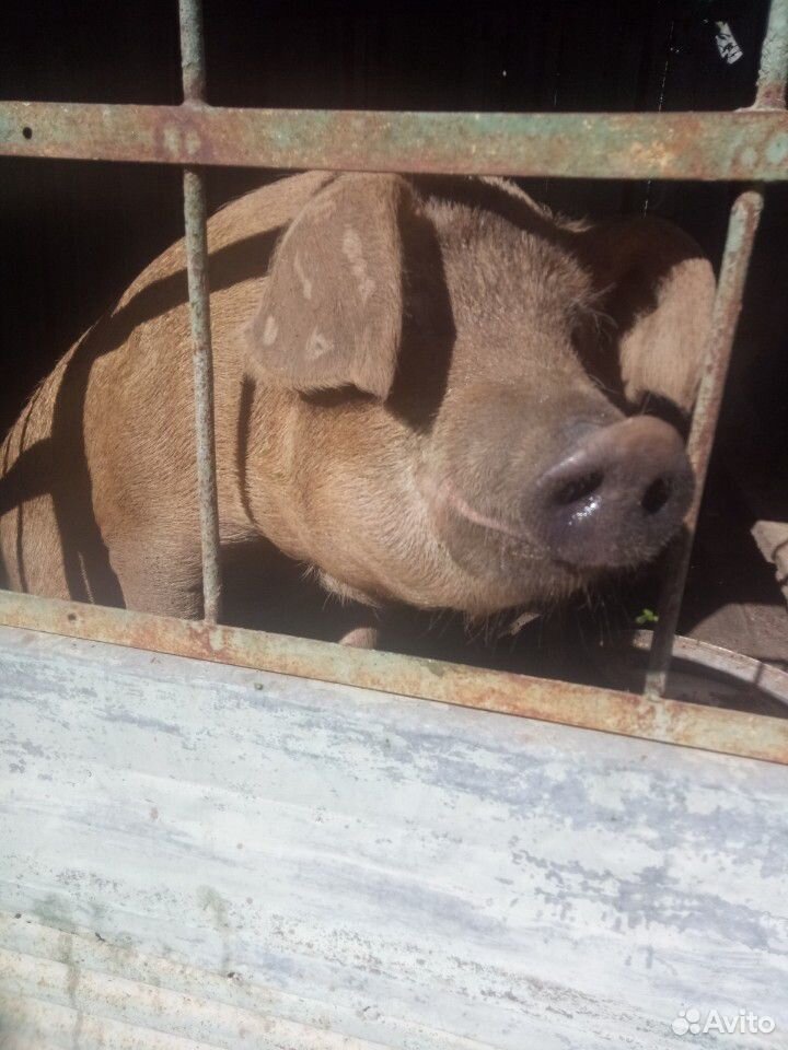 Услуги хряка