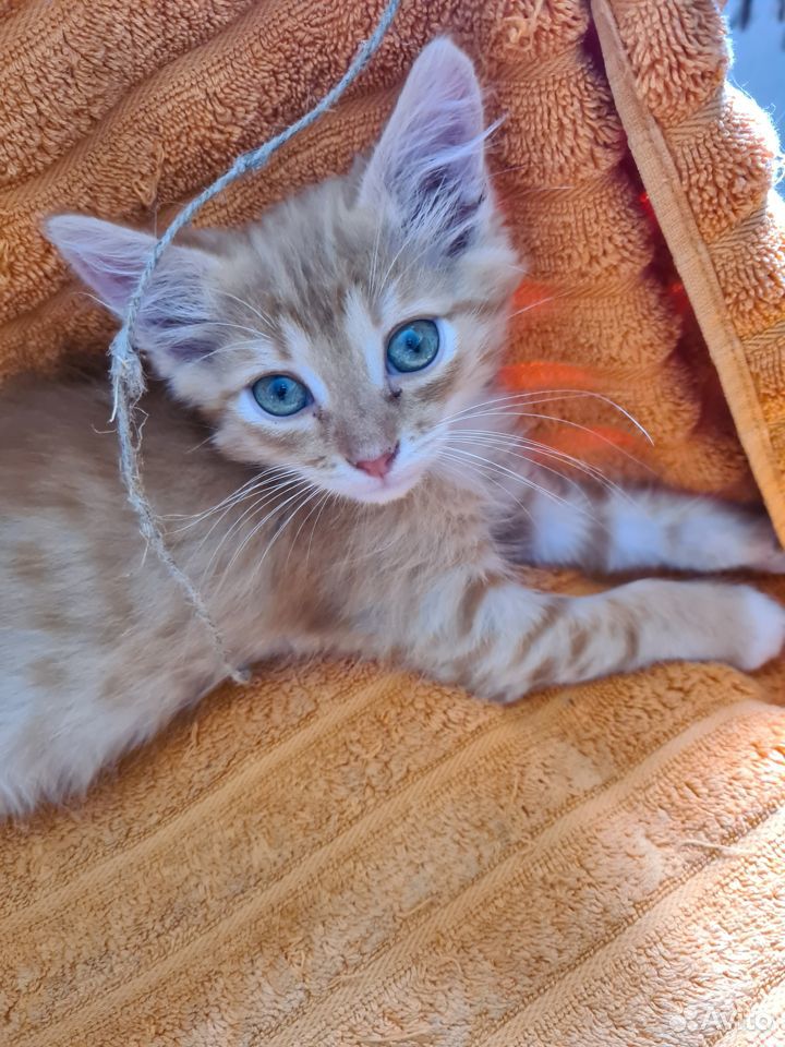 Зеленоглазый рыжик