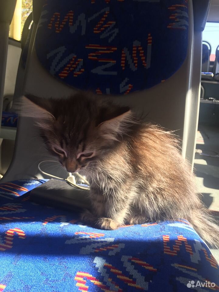 Котёнок быстро