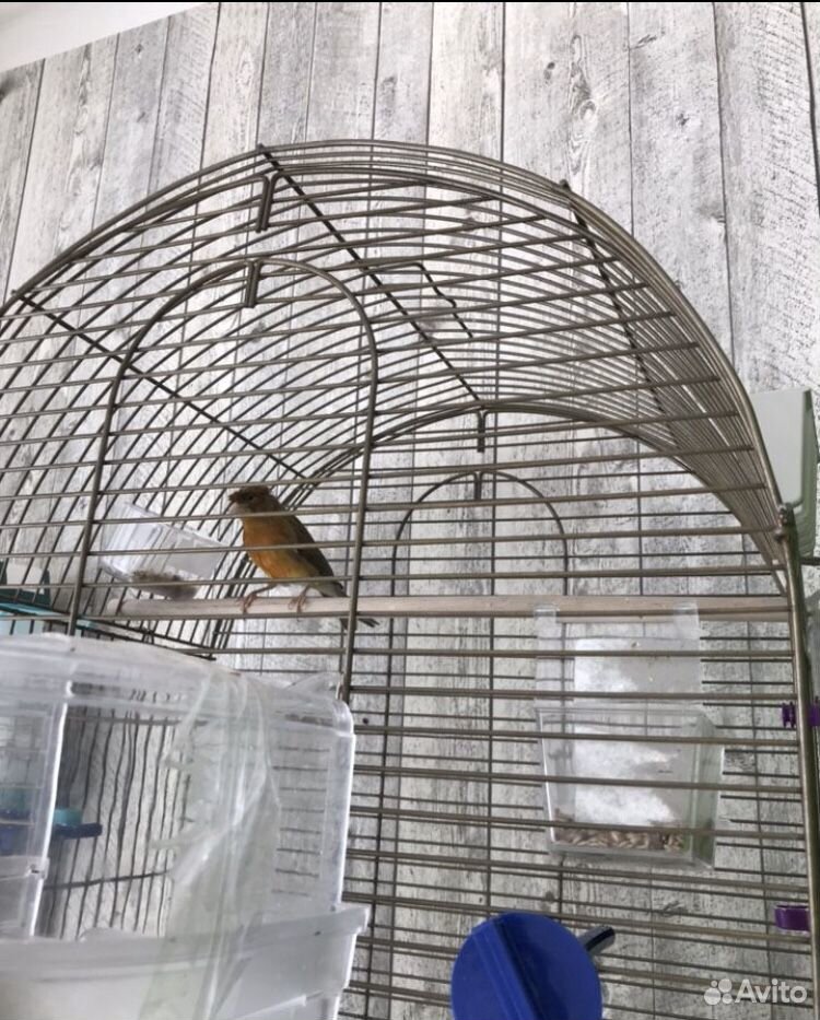 Певчий кенар