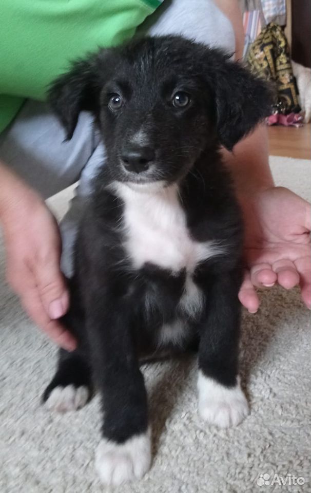 Щенок в дар