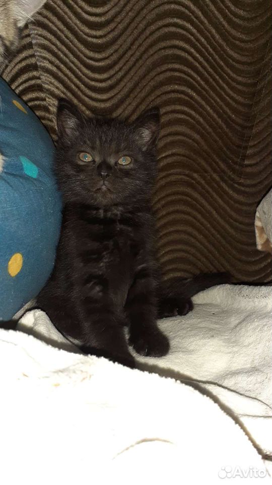 Британская