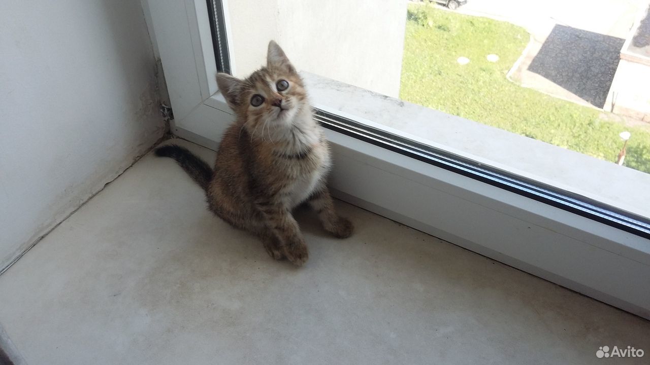 Котенок