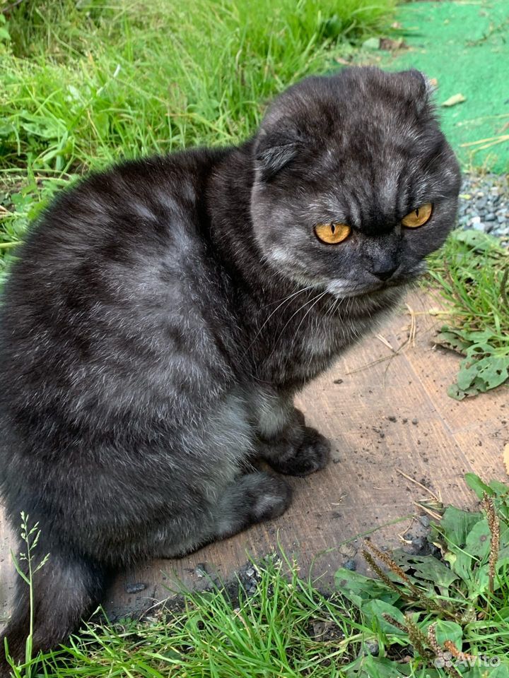 Вислоухая кошка