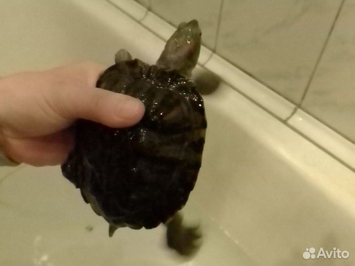 Отдам даром 2х черепах
