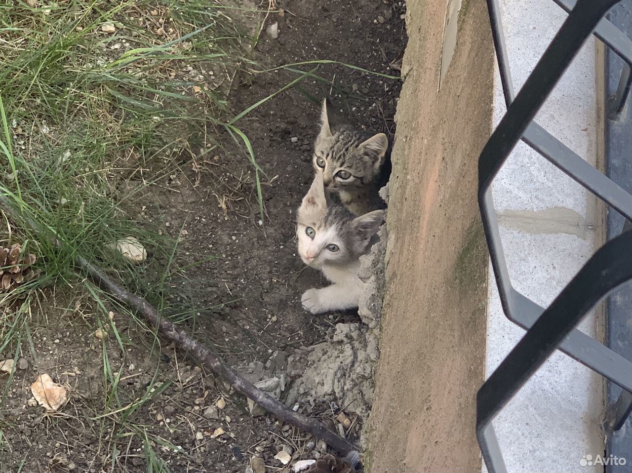 Котята ищут хозяина