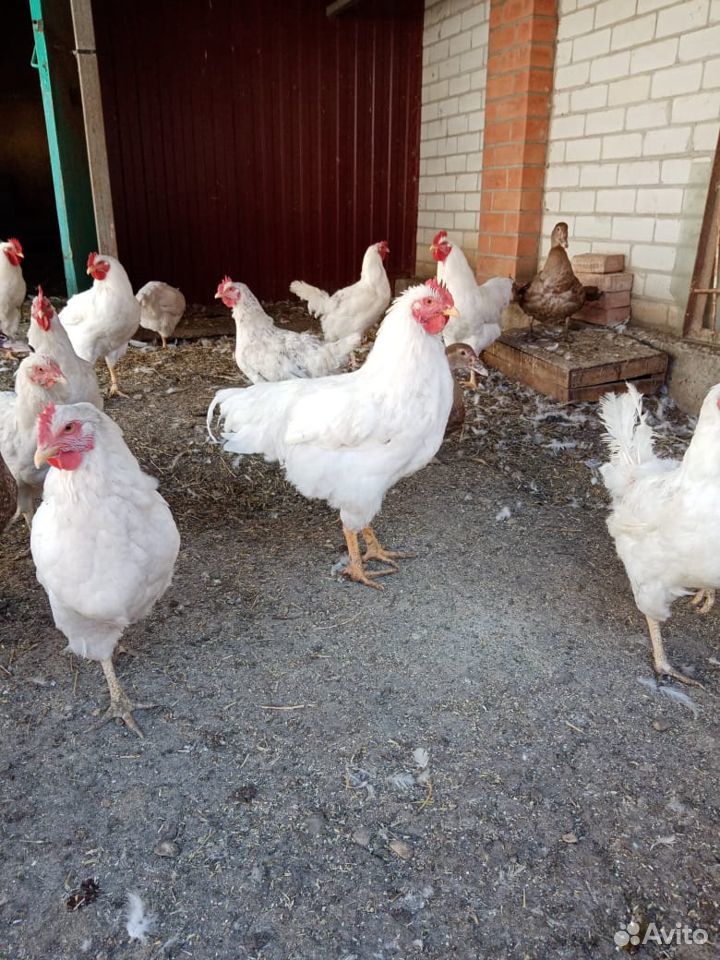 Петрушки Плимутрок