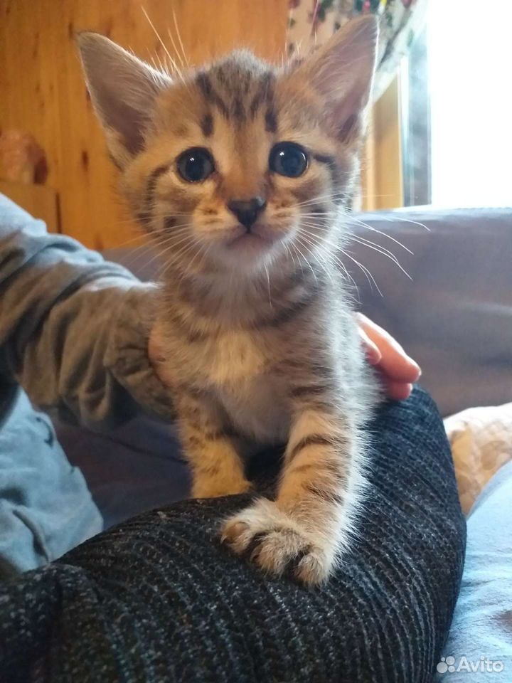 Кошка