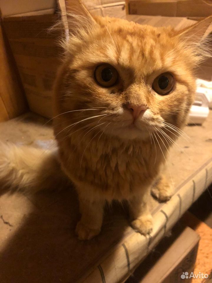 Кот Леопольд шотландский 2года