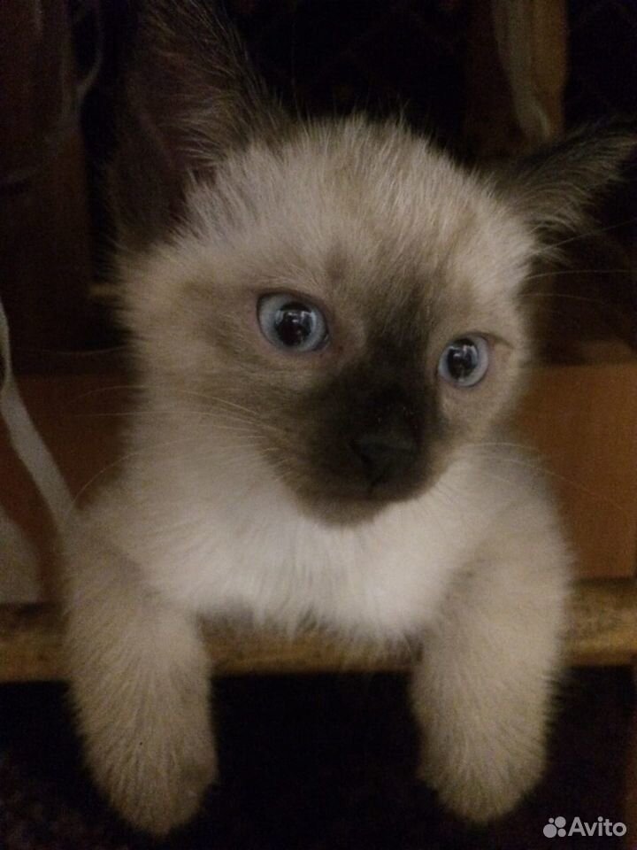 Сиамские котята