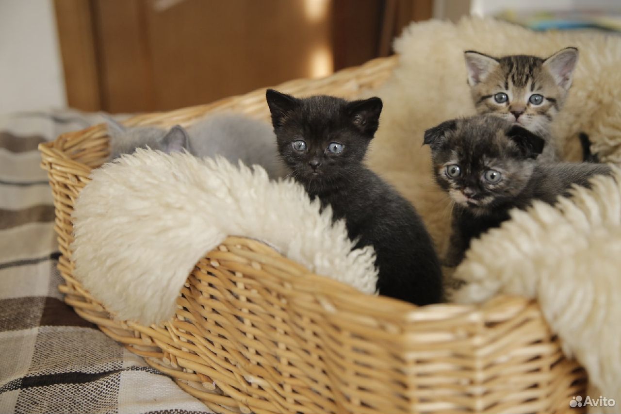 Шотландские котята