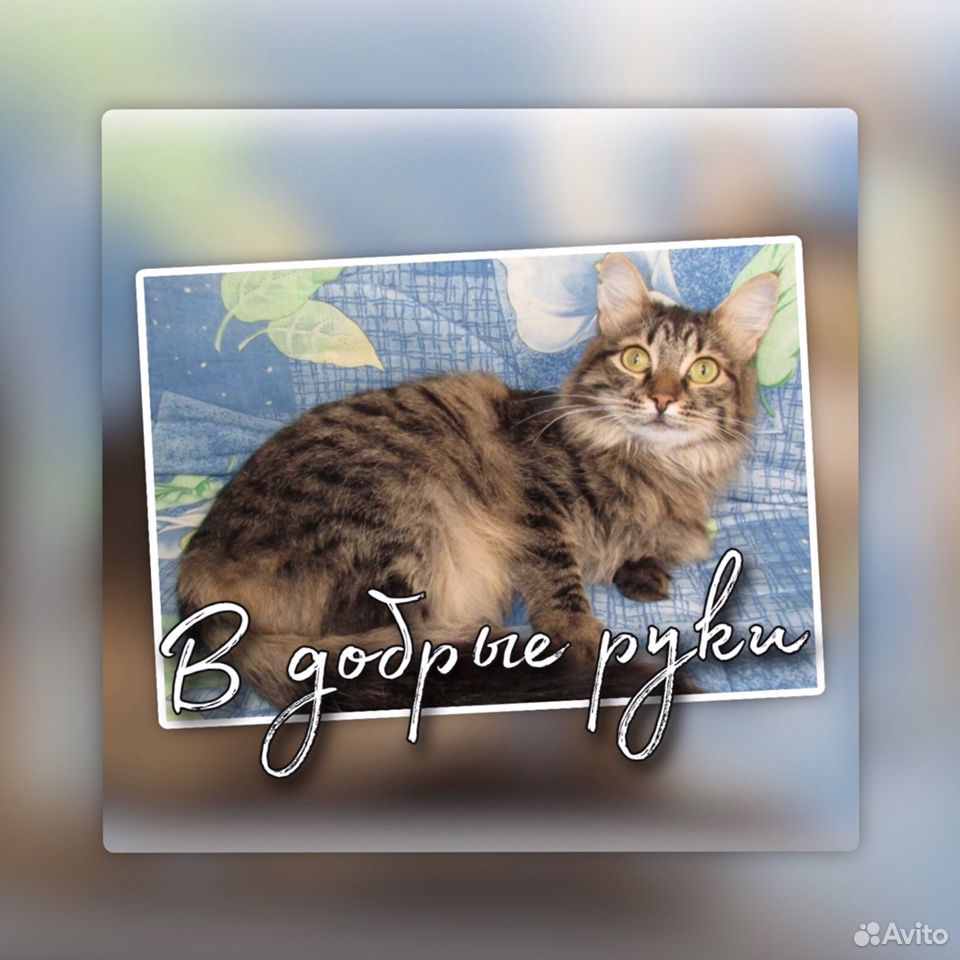 Малинка в поисках дома