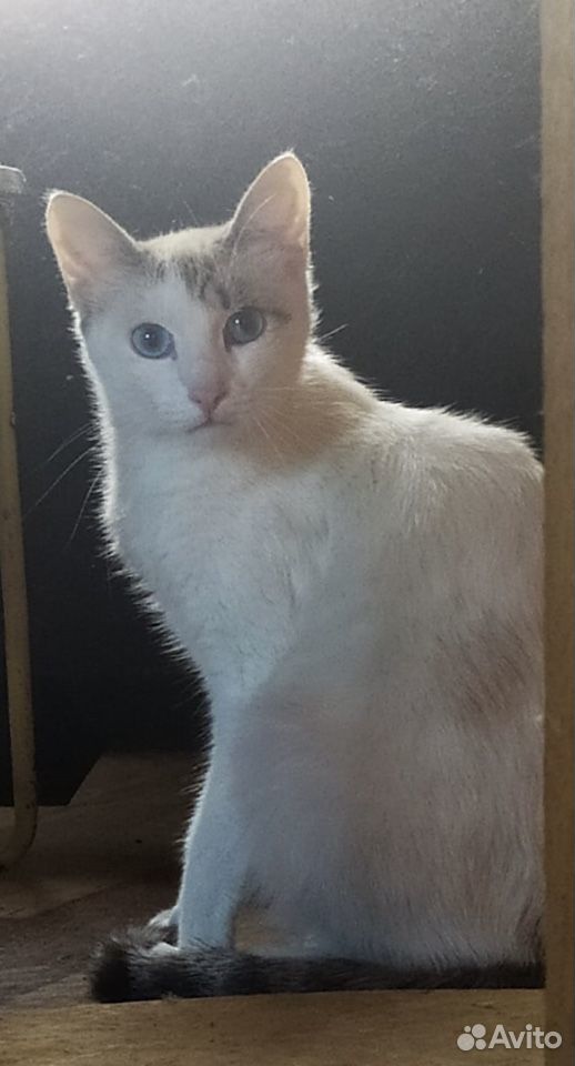 Кот кастрированный, 10 месяцев