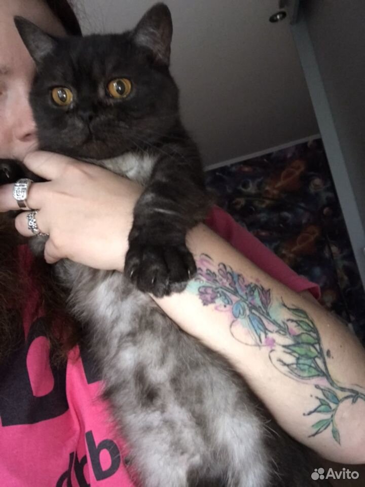 Британский кот в добрые руки (1 год)