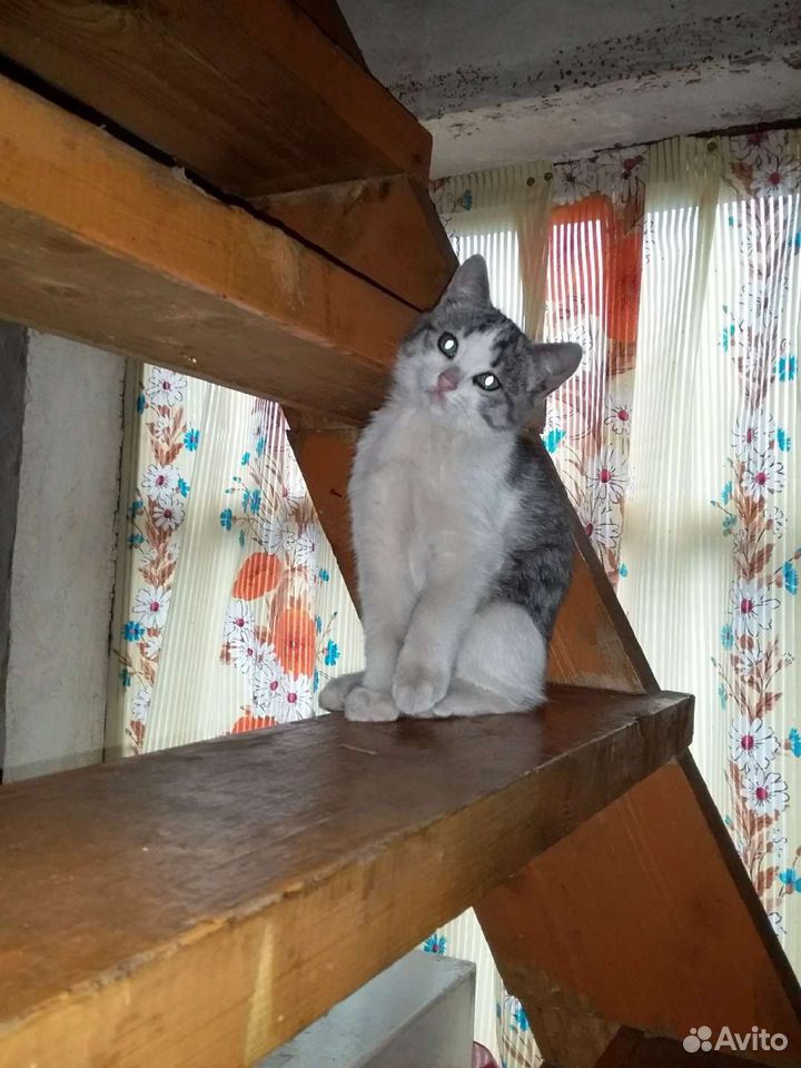 Кошка