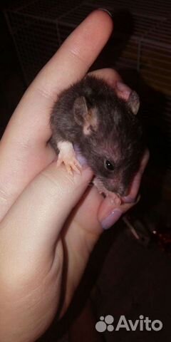 Маленькие крыски много видов кудрявые, дамбо