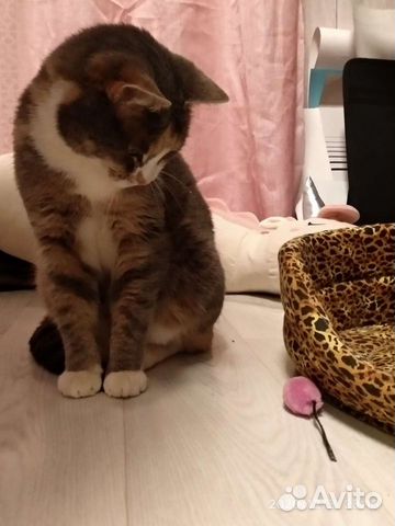Кошка Нисса