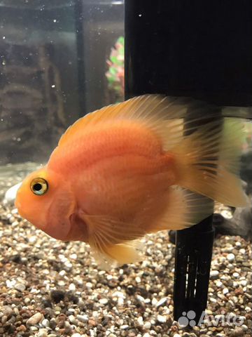 Рыбки - попугаи