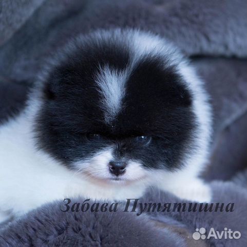 Шпицуля мальчик панда