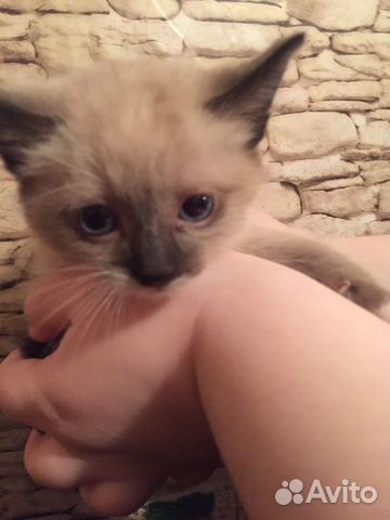 Котенок,гав