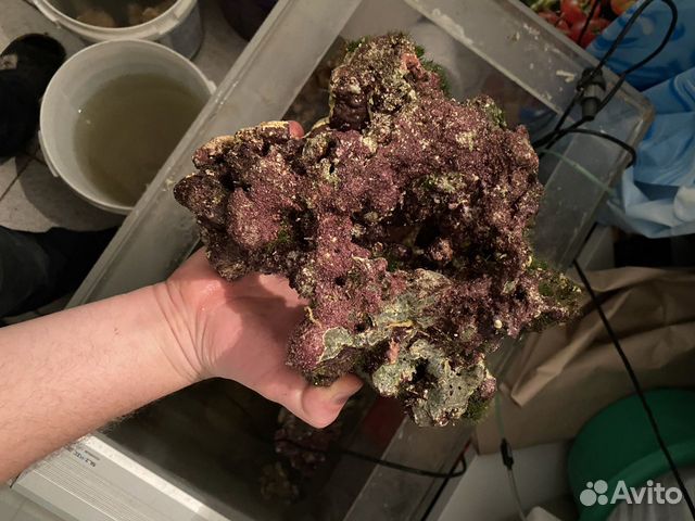 Живые камни для морского аквариума