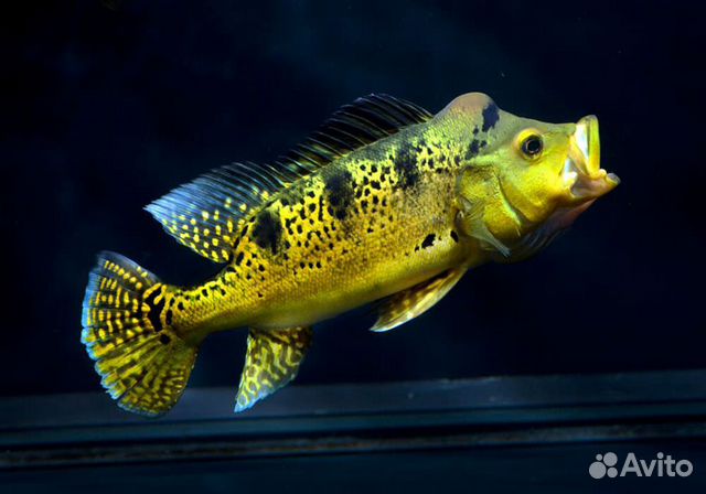 Цихла Келбери