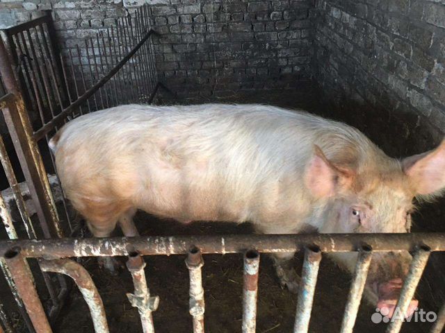 Хряк