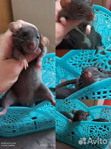 Дамбо крысята домашнего разведения