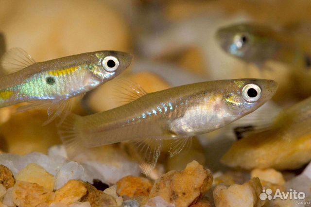 Рыбки аквариумные гупёшки