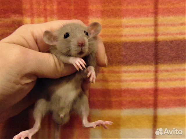 Крысы, крысята дамбо от заводчика, клетки, корм