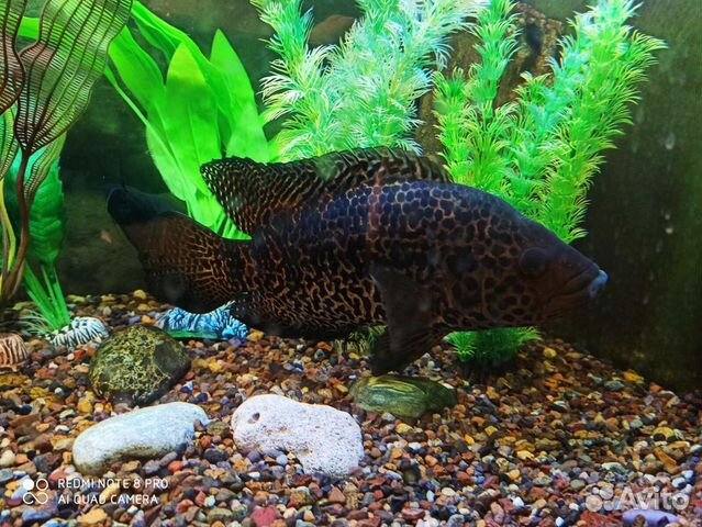 Манагуанская рыба