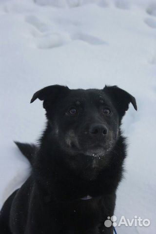 Очень маленький песик из приюта