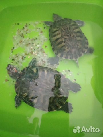 Красноухая черепаха с аквариумом